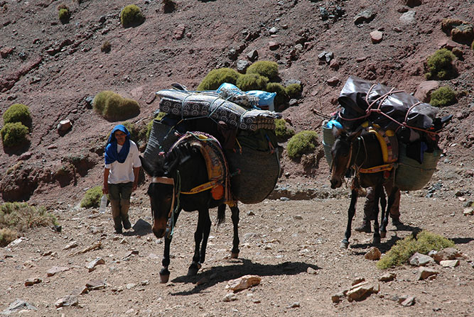 Mule Hire in Imlil: Your Guide to Hassle-Free Trekking in the Atlas ...